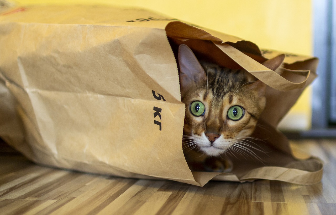 Le Bengal, quel est le caractère de ce chat léopard
